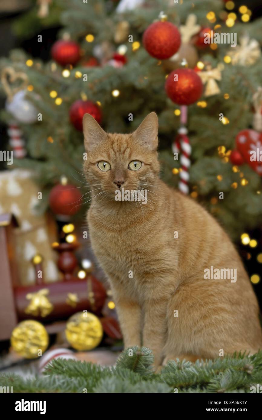 Red train sits on hi-res stock photography and images - Alamy