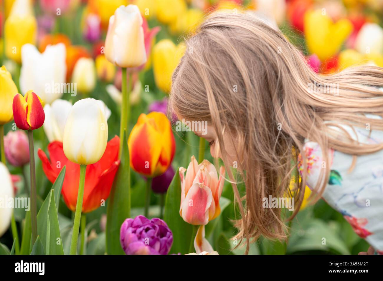 A child girl smelling in a park with the tulips Stock Photo - Alamy