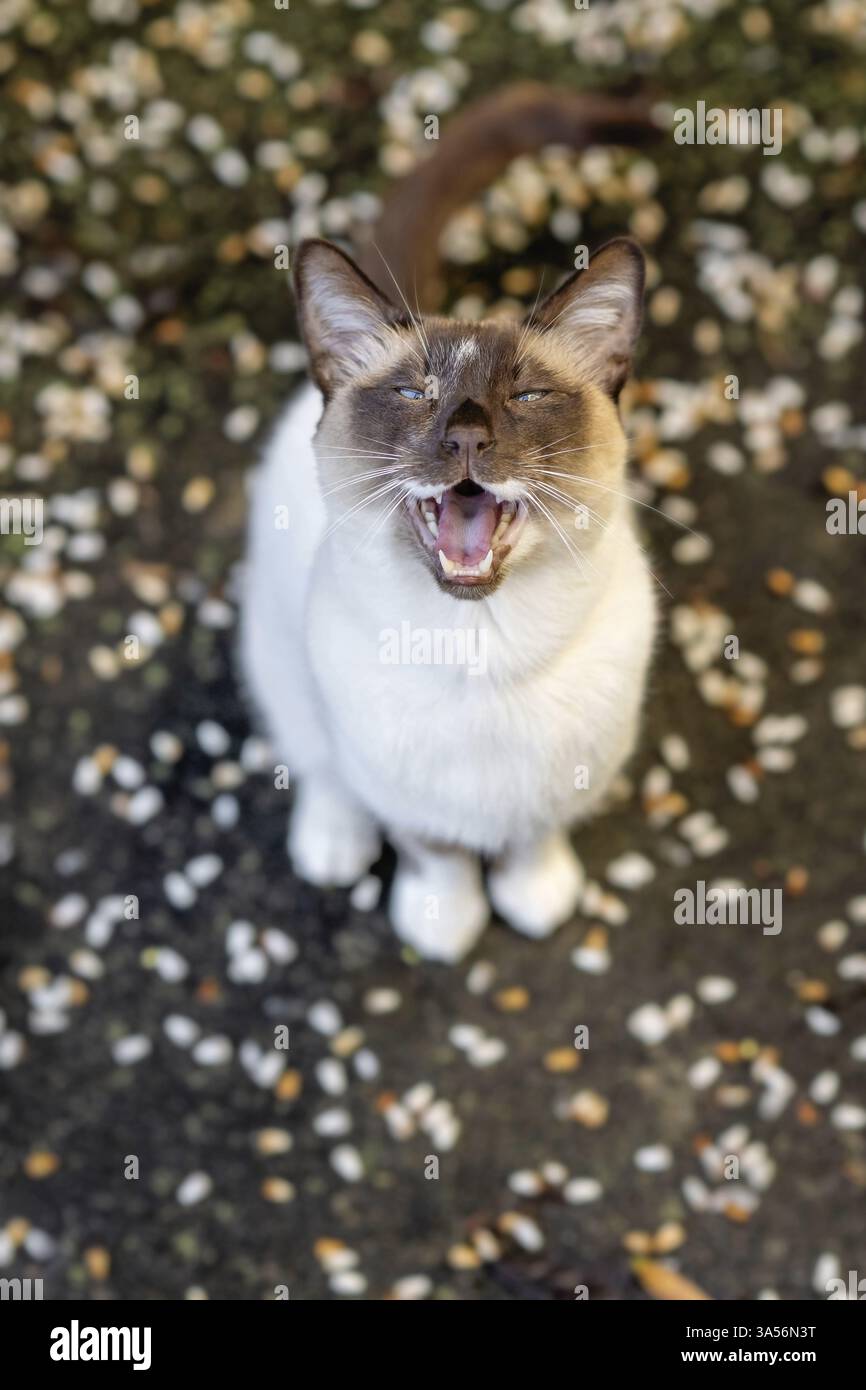 Siamese cats sitting outdoor hi-res stock photography and images - Alamy