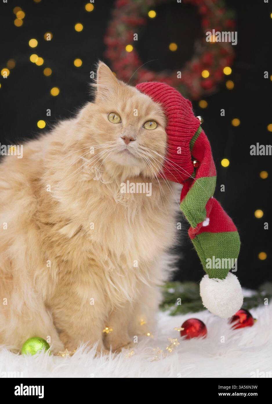 German longhaired cat Stock Photo - Alamy