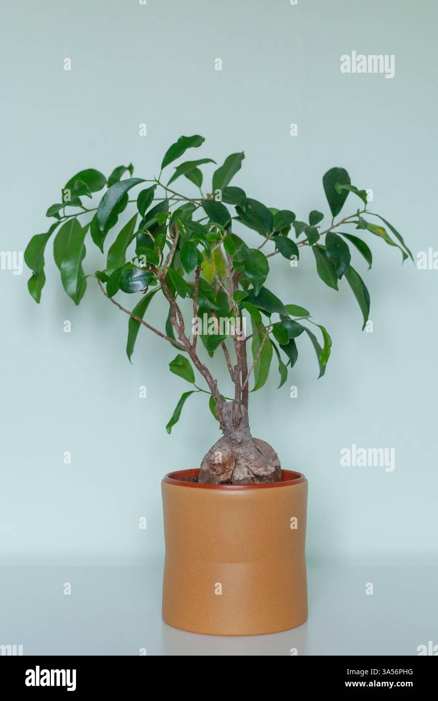 Bonsai ficus microcarpa hi-res stock photography and images - Alamy