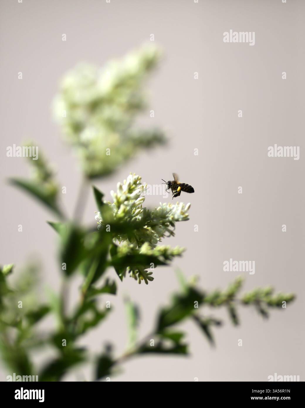 A honey bee hovering over a white flower with her proboscis and pollen ...
