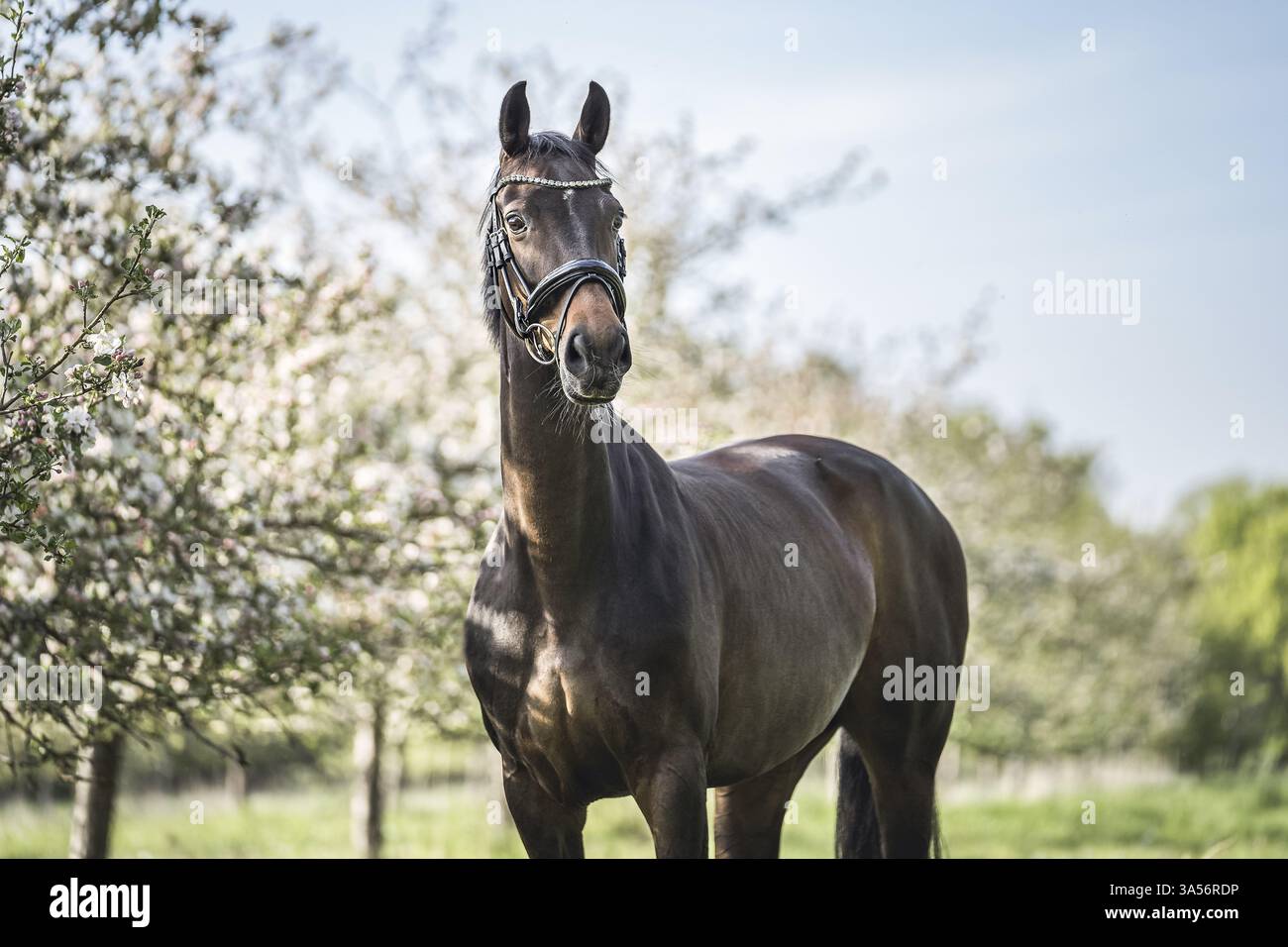 Oldenburg Horse mare Stock Photo - Alamy