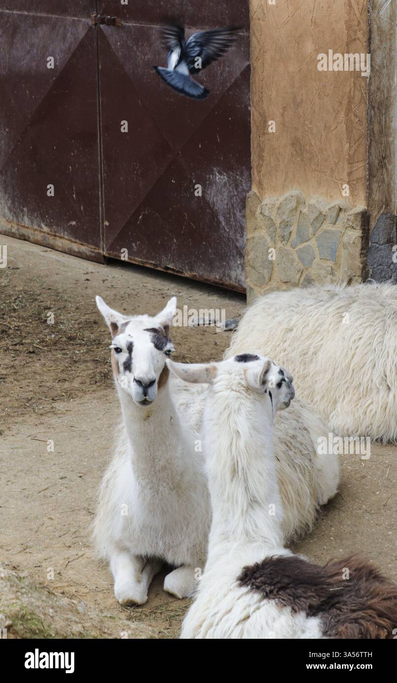 a llama standing on the ground Stock Photo - Alamy