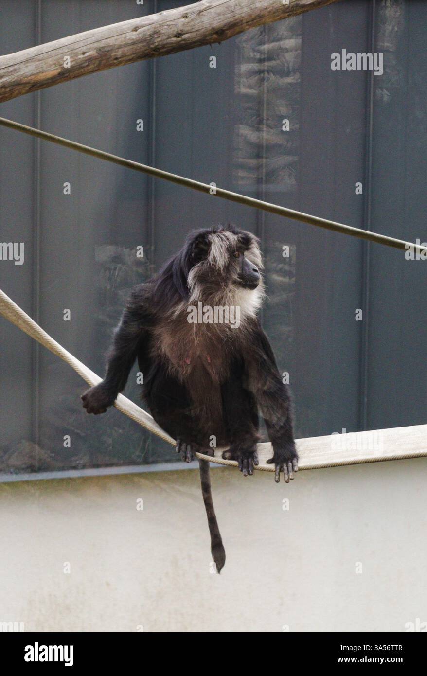 monkey swinging on a rope, monkey swinging on a rope in a zoo park ...