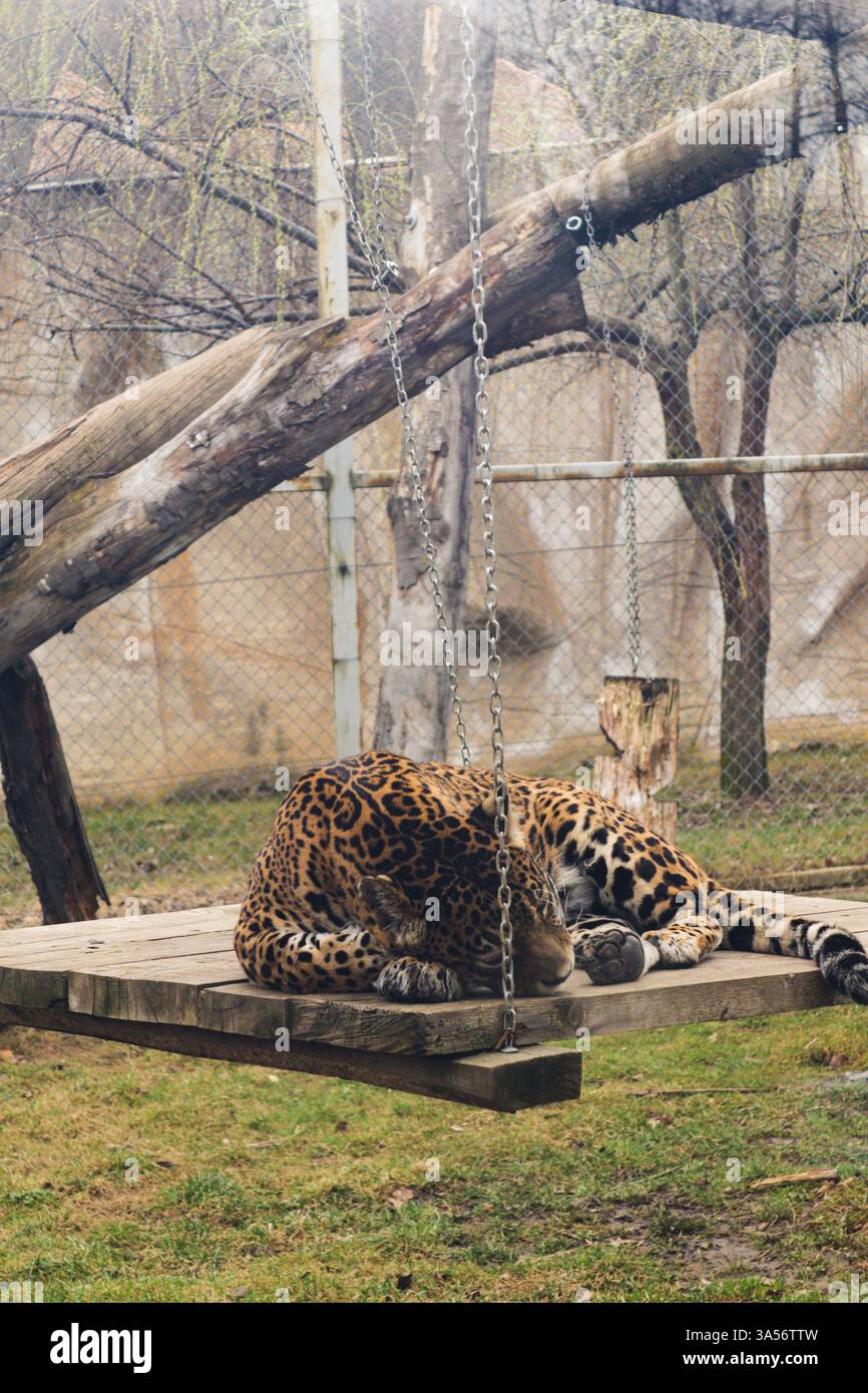 Endangered clouded leopard animal hi-res stock photography and images ...