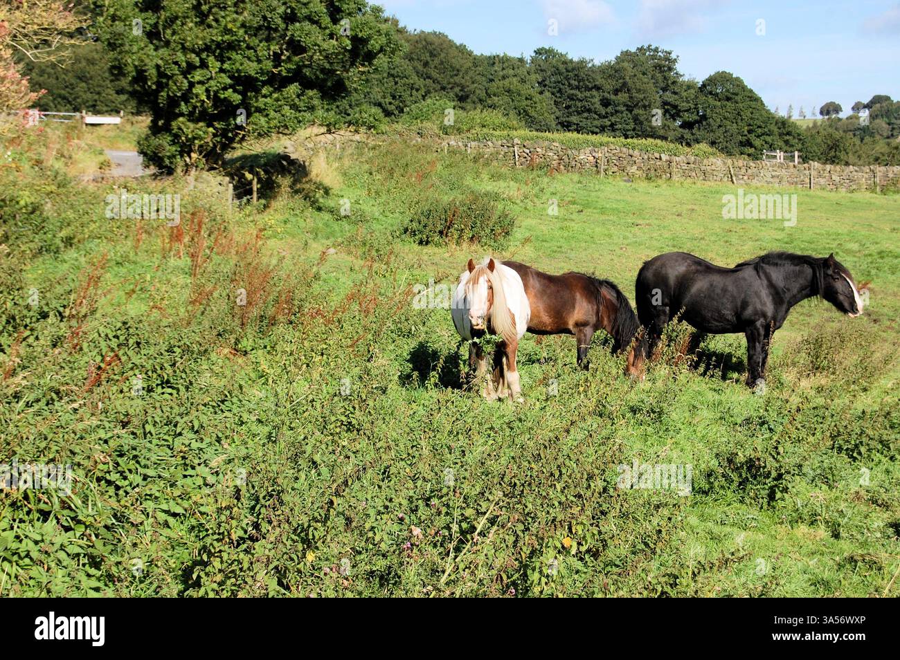 Rough pasture with three horses (black, skewbald, bay) in the Peak ...