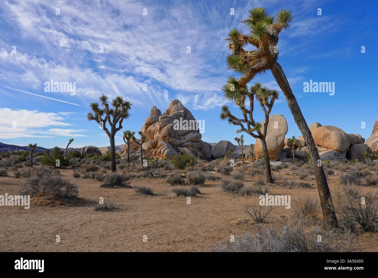 Tree trees usa rock hi-res stock photography and images - Alamy