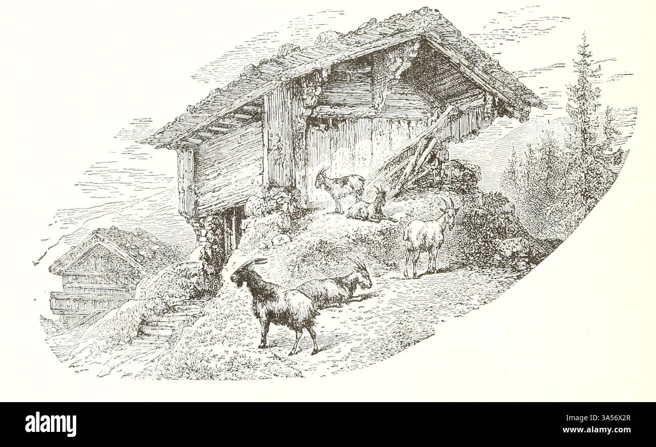 Alpine Goat herding The West Aryans The Swiss Ridpath's Universal ...