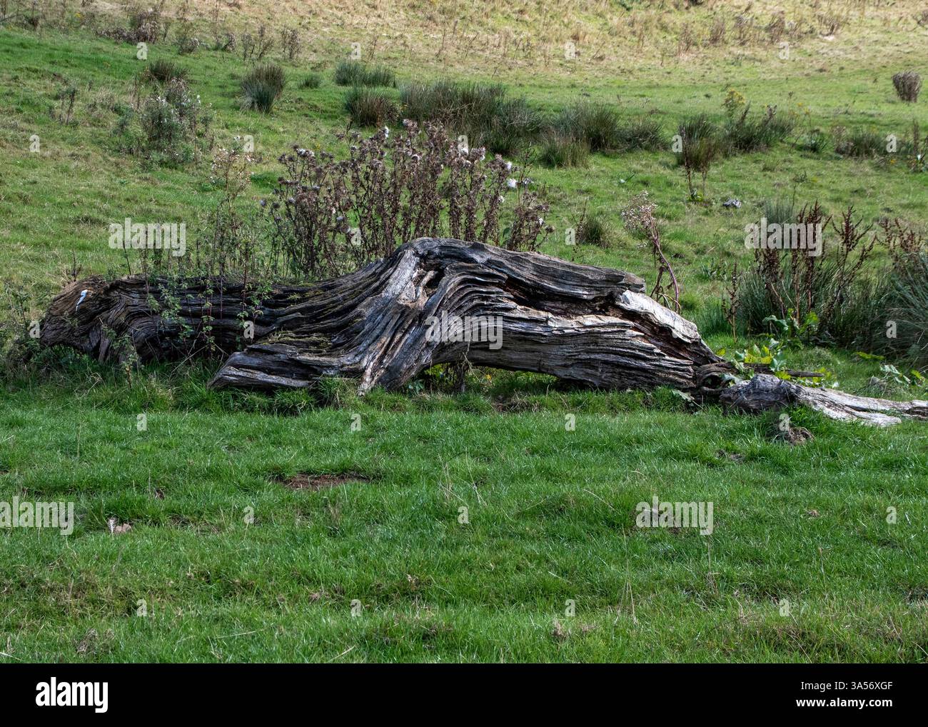 English log grass wood hi-res stock photography and images - Alamy