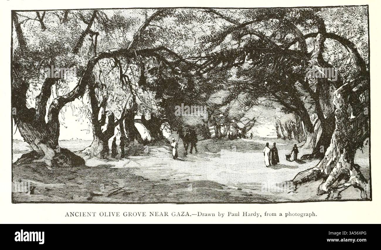ANCIENT OLIVE GROVE NEAR GAZA.— Drawn by Paul Hardy from Part III ...