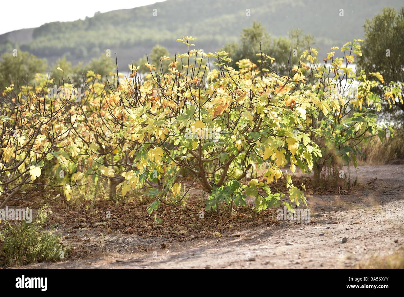 Autumn leaves on a fig tree. Unusual autumn foliage background. Fall ...
