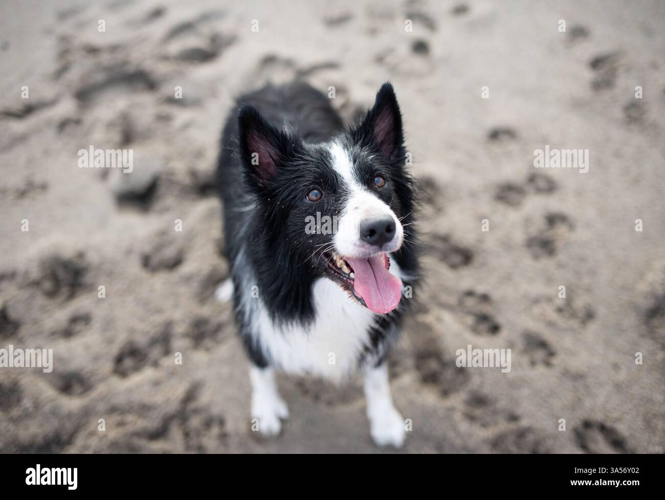 Cute border collie, top view Stock Photo - Alamy