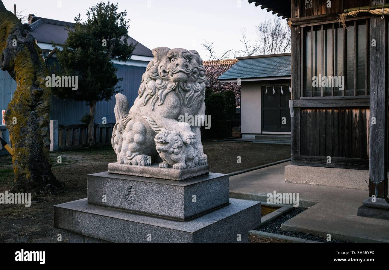 A stone lion-dog (komainu) stands guard in the quiet courtyard of a traditional Shinto shrine in ...