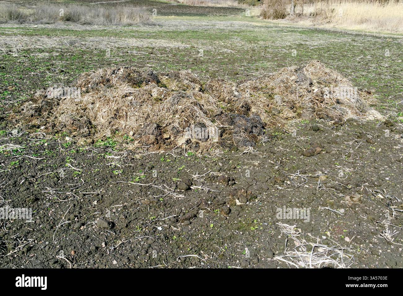 A pile of decomposing manure and organic matter on a rural farmland ...