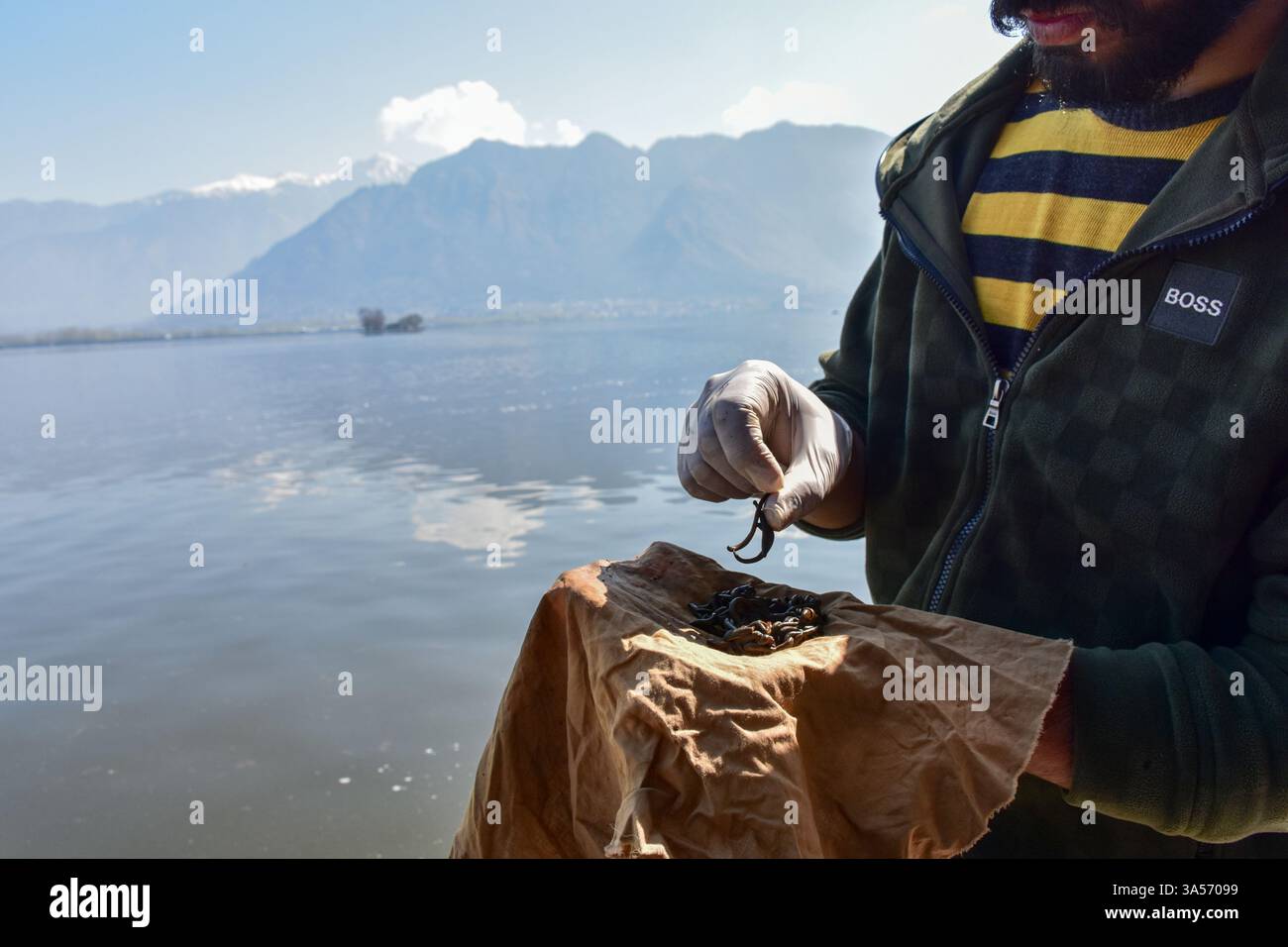 A practitioner holds leeches during a leech therapy session on Nowruz ...