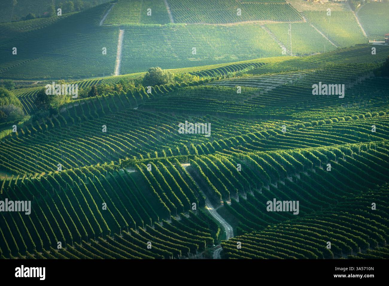 Vineyards near neive piedmont italy hi-res stock photography and images ...