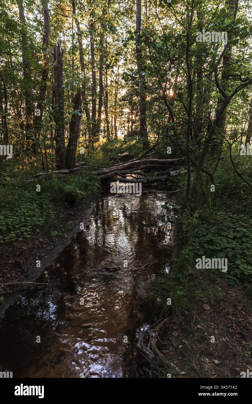 Streaming water journey through wilderness hi-res stock photography and ...