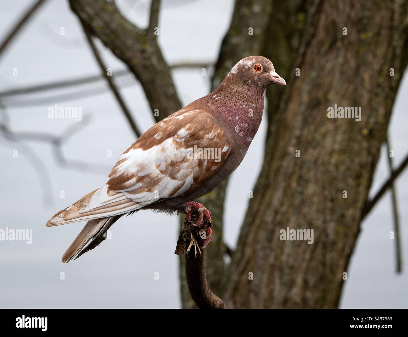 Pigeon Credit: Ian Jacobs Stock Photo - Alamy