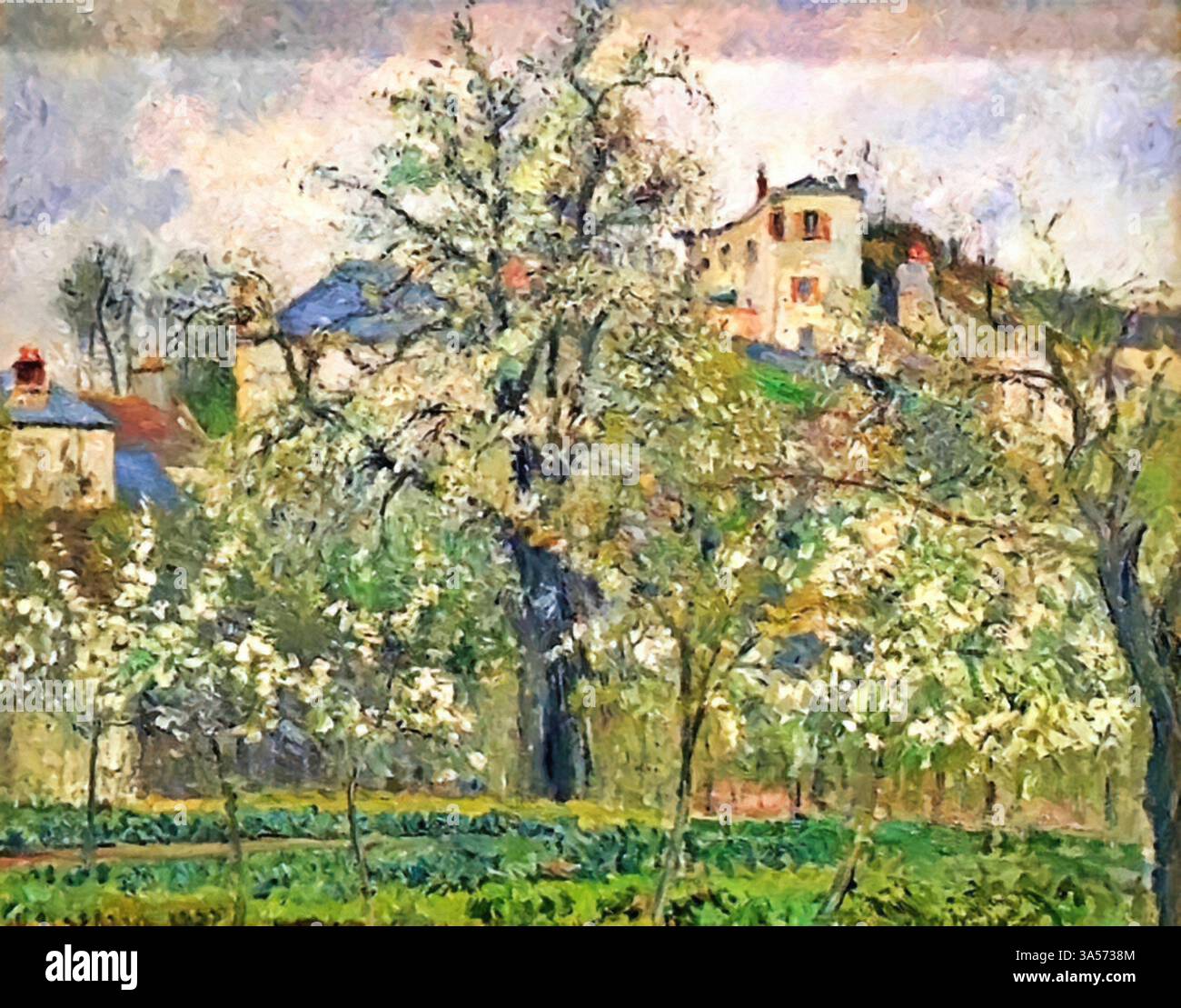 Vegetable garden and trees in bloom in spring in Pontoise (plum trees ...