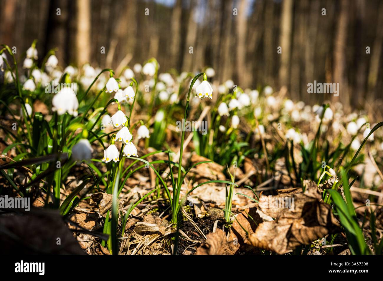 Spring Snowflake (Leucojum vernum) are blooming (flowering) near ...