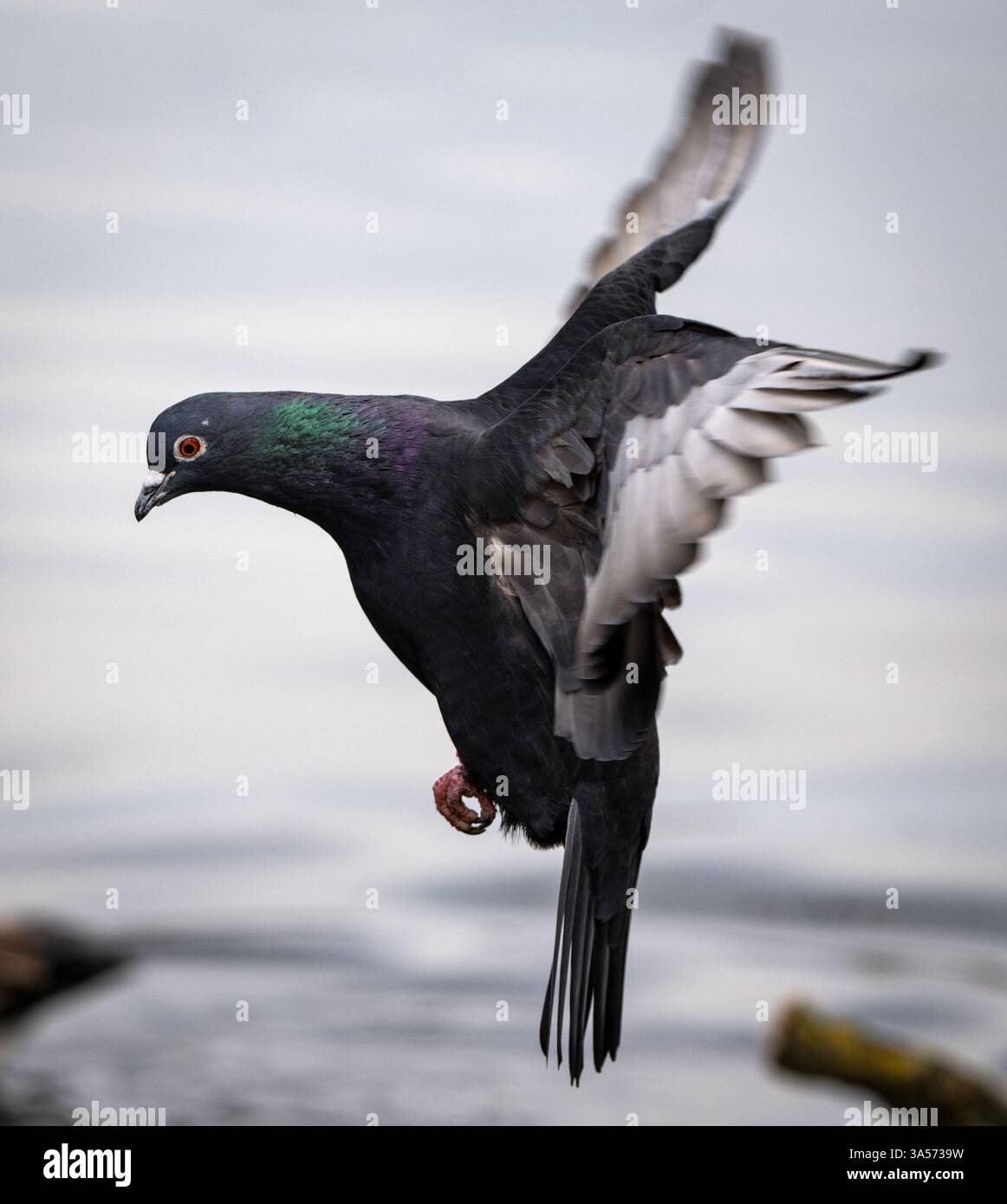 Pigeon Credit: Ian Jacobs Stock Photo - Alamy