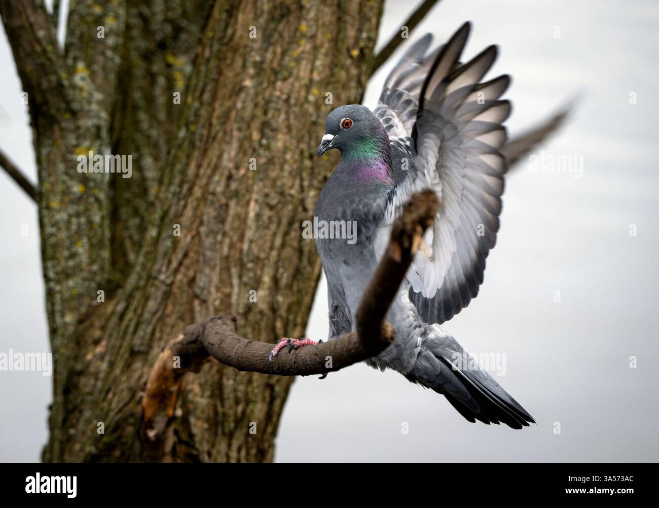 Pigeon Credit: Ian Jacobs Stock Photo - Alamy