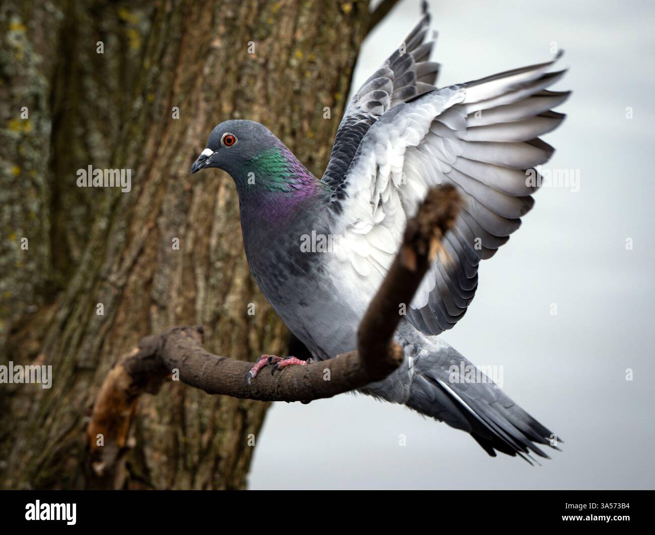 Pigeon Credit: Ian Jacobs Stock Photo - Alamy