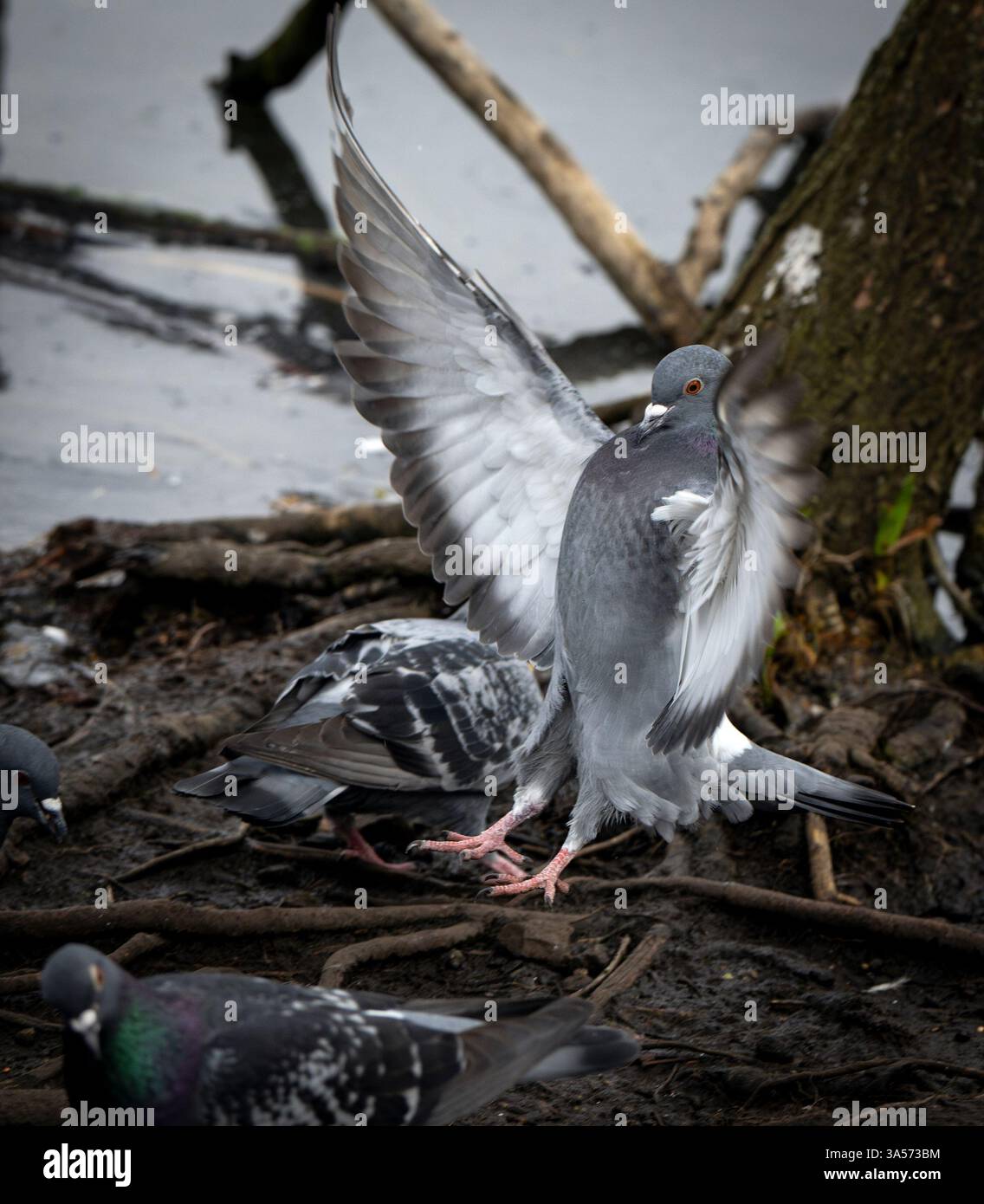 Pigeon Credit: Ian Jacobs Stock Photo - Alamy
