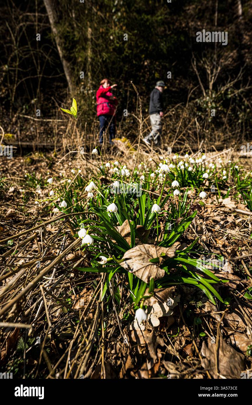 Spring Snowflake (Leucojum vernum) are blooming (flowering) near ...