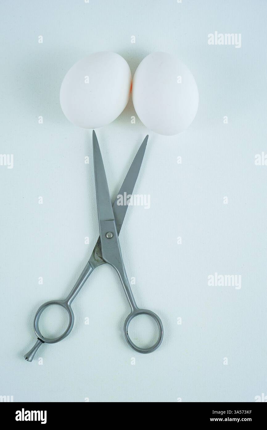 Scissors and male reproductive organs placed on a white background ...