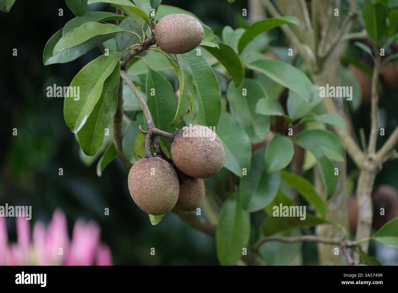 (250321) -- HAIKOU, March 21, 2025 (Xinhua) -- Cuban mamey sapotes are ...