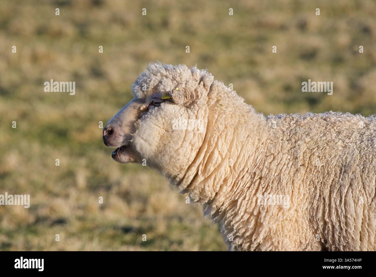 Shetland sheep, profile, Shetland Isles, UK Stock Photo - Alamy