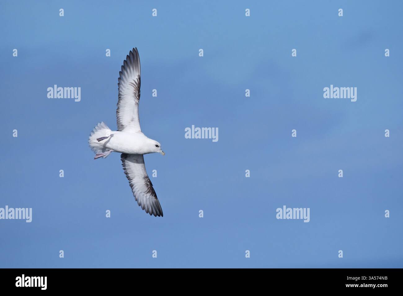 Fulmer, Fulmarus glacialis, flying, tail feathers fully spread ...