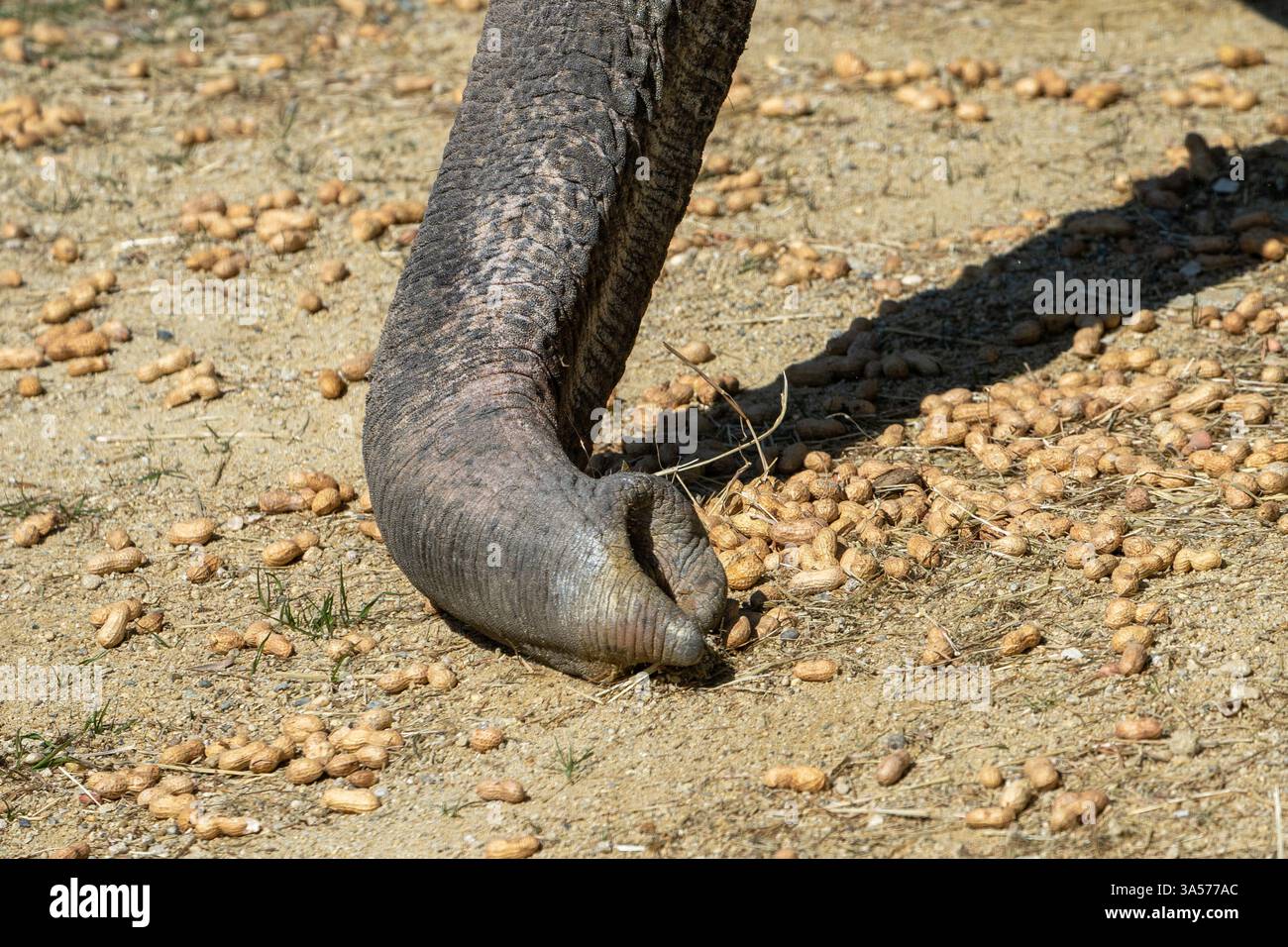 Exploration of natural design hi-res stock photography and images - Alamy