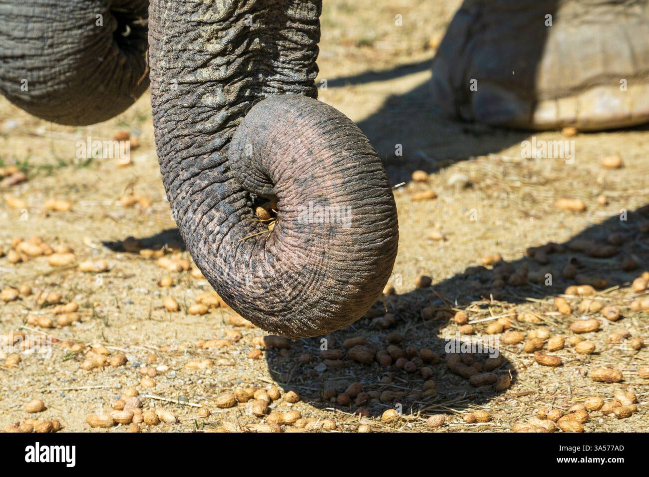 Elephant’s Feast – Trunk Full of Peanuts Stock Photo - Alamy