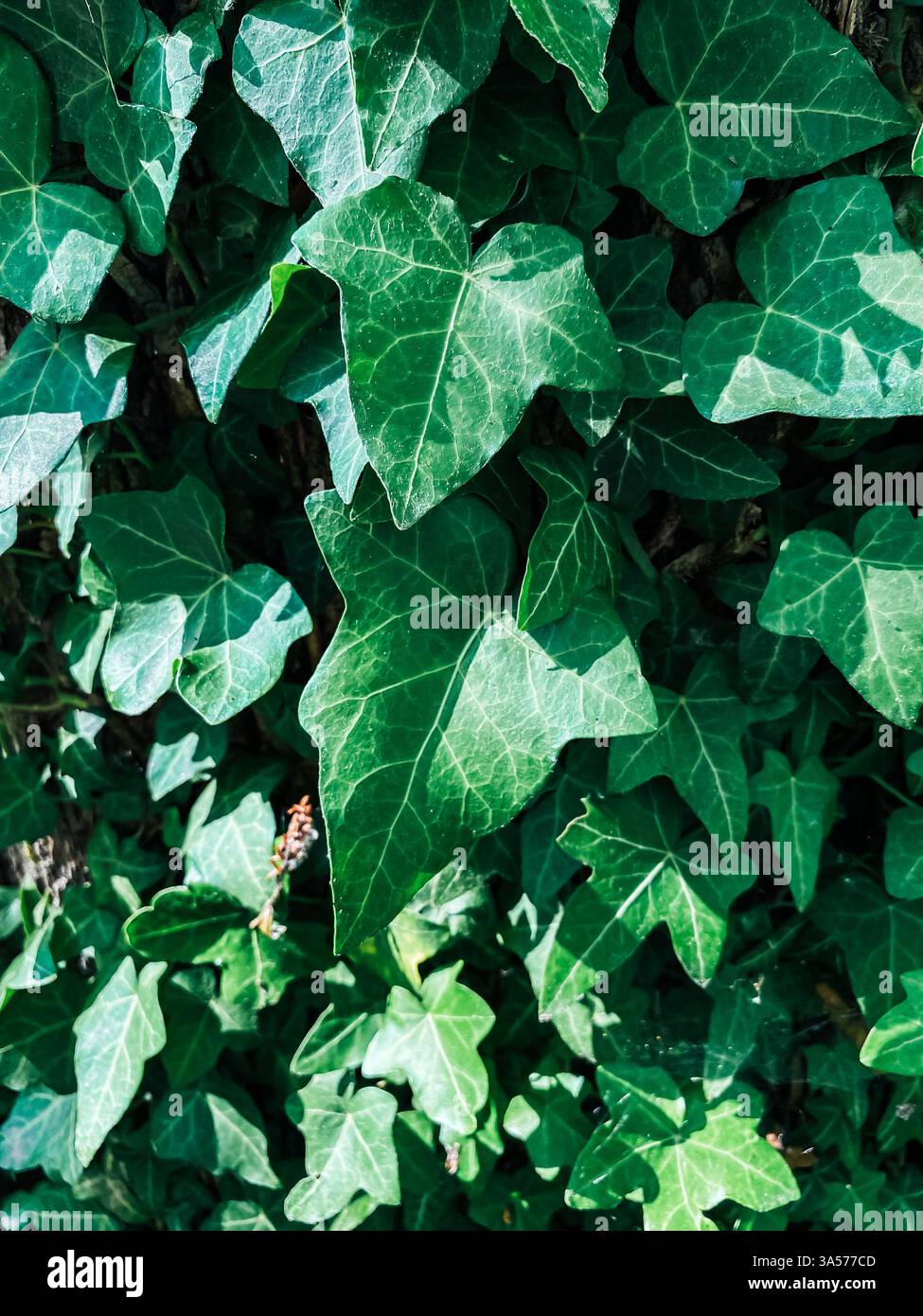 Green leafy plant with many leaves. The leaves are green and have a ...