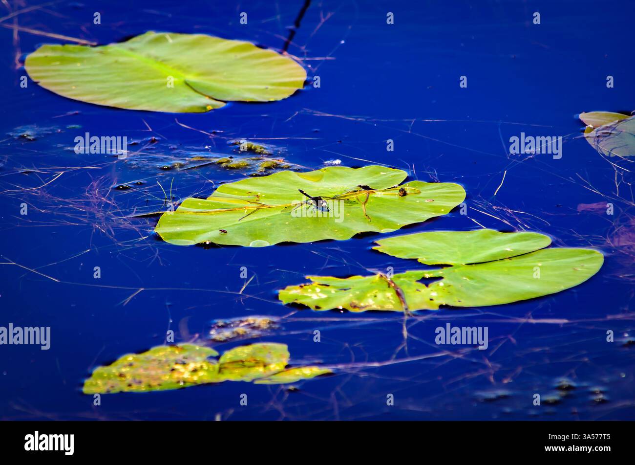 Green Lily pads with a small black dragon fly on blue still water Stock ...