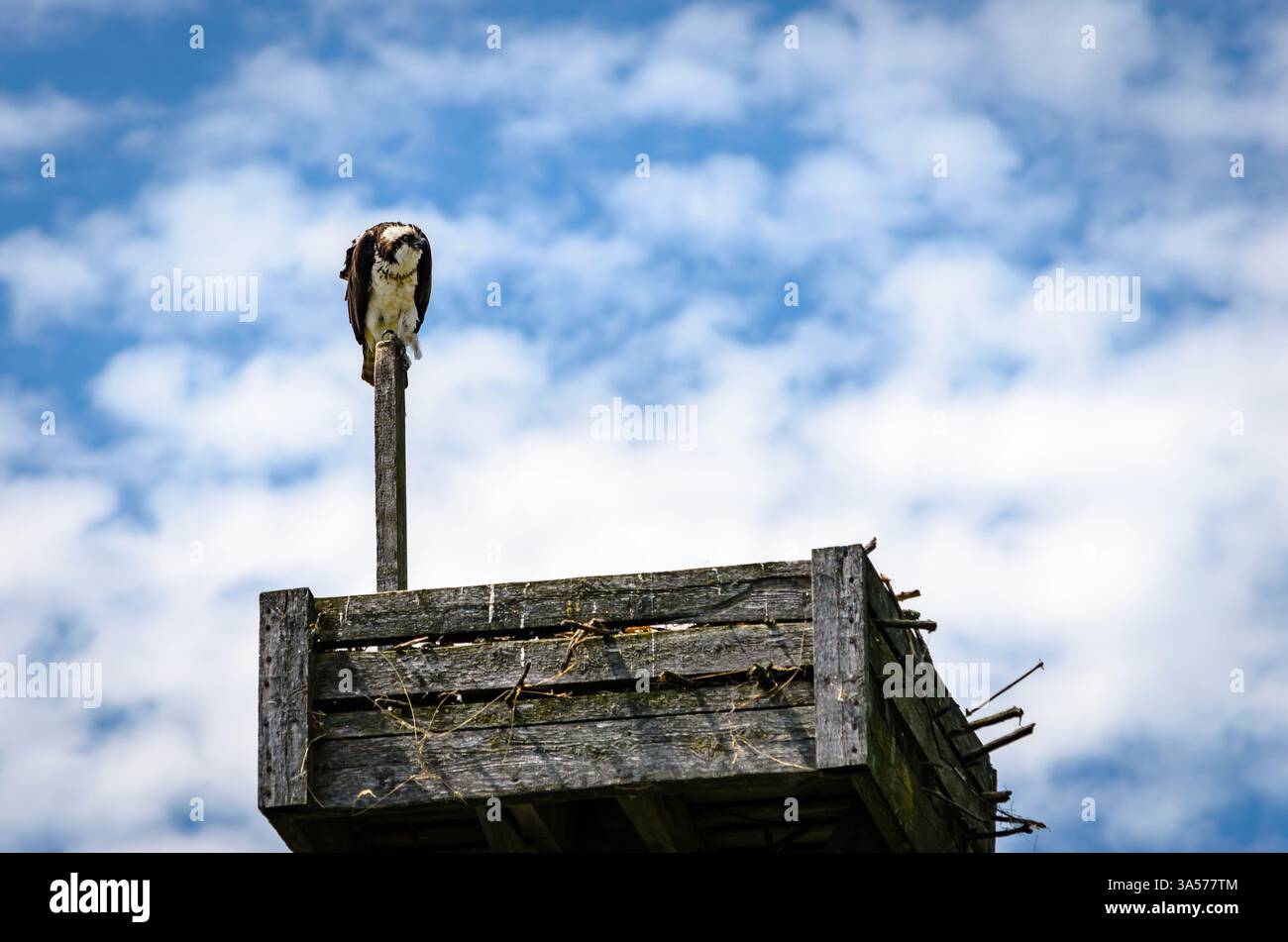Adult Coopers Hawk perched on a nesting box, protecting it's young ...