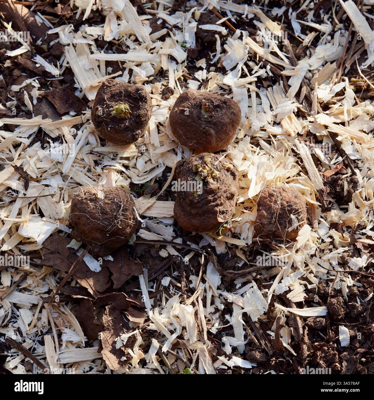 Flower bulbs ready to be planted Stock Photo - Alamy