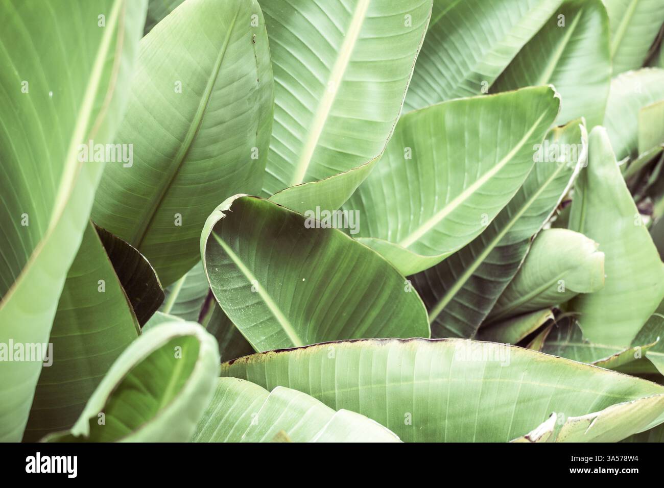 A view of a tropical green palm tree frond, as a background Stock Photo ...