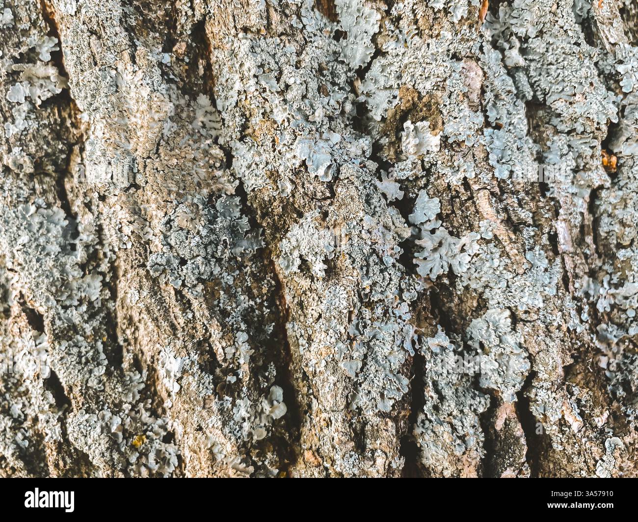 The bark of a tree is covered in a layer of moss. The moss is green and ...