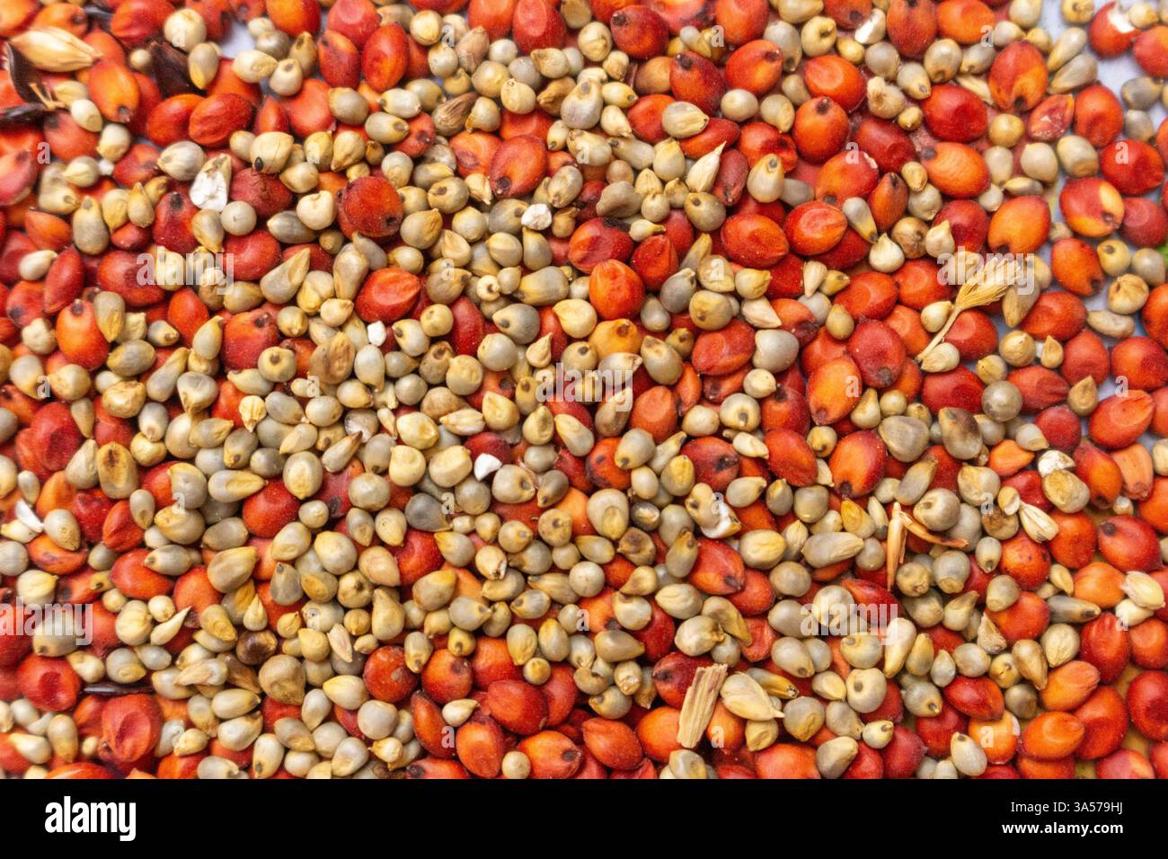 millet and sorghum seed top down closeup shot concept of agriculture ...