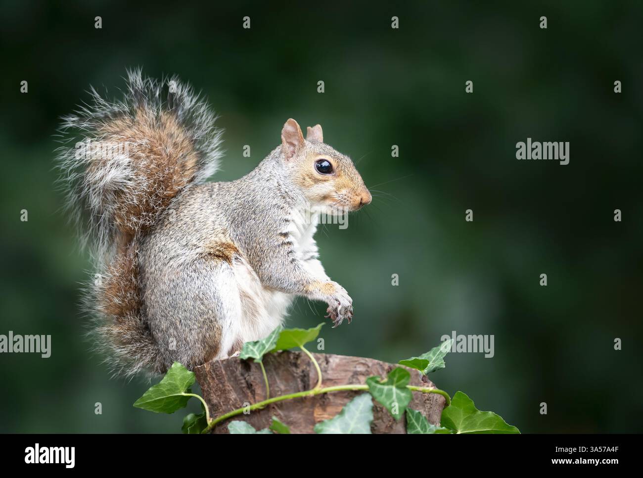 Portrait of a grey squirrel standing on a tree stump in autumn, UK ...