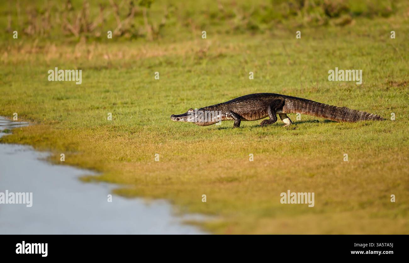 Yacare caiman walking on a riverbank, Pantanal, Brazil Stock Photo - Alamy