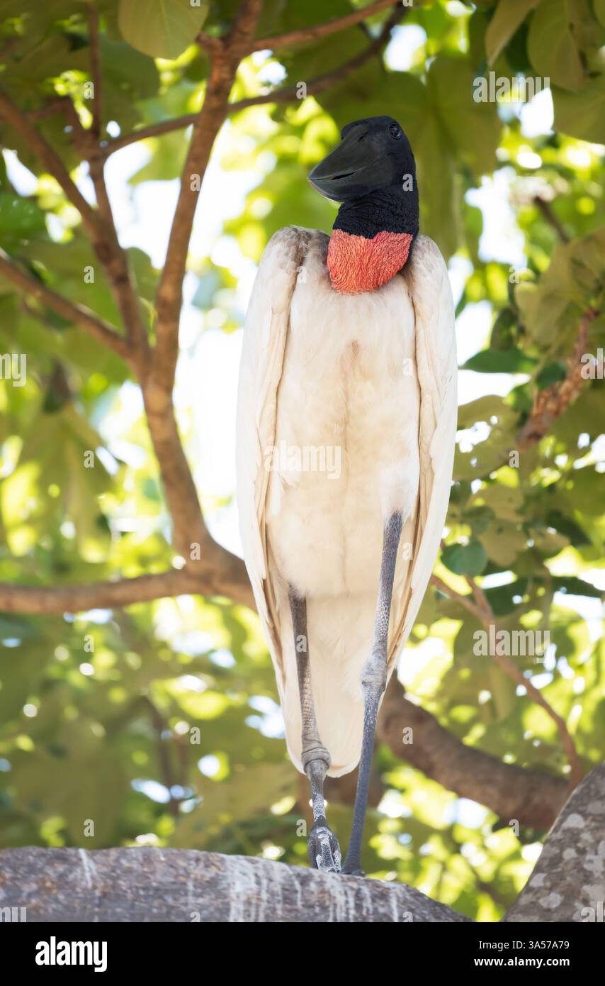 Jabiru standing on a tree branch, Pantanal, Brazil Stock Photo - Alamy