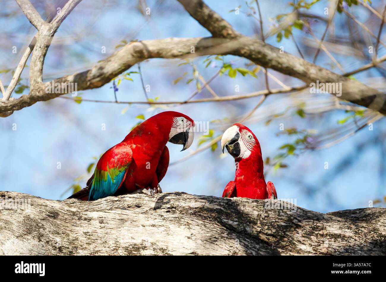 Red-and-green macaws perched on a tree branch, Pantanal, Brazil Stock ...