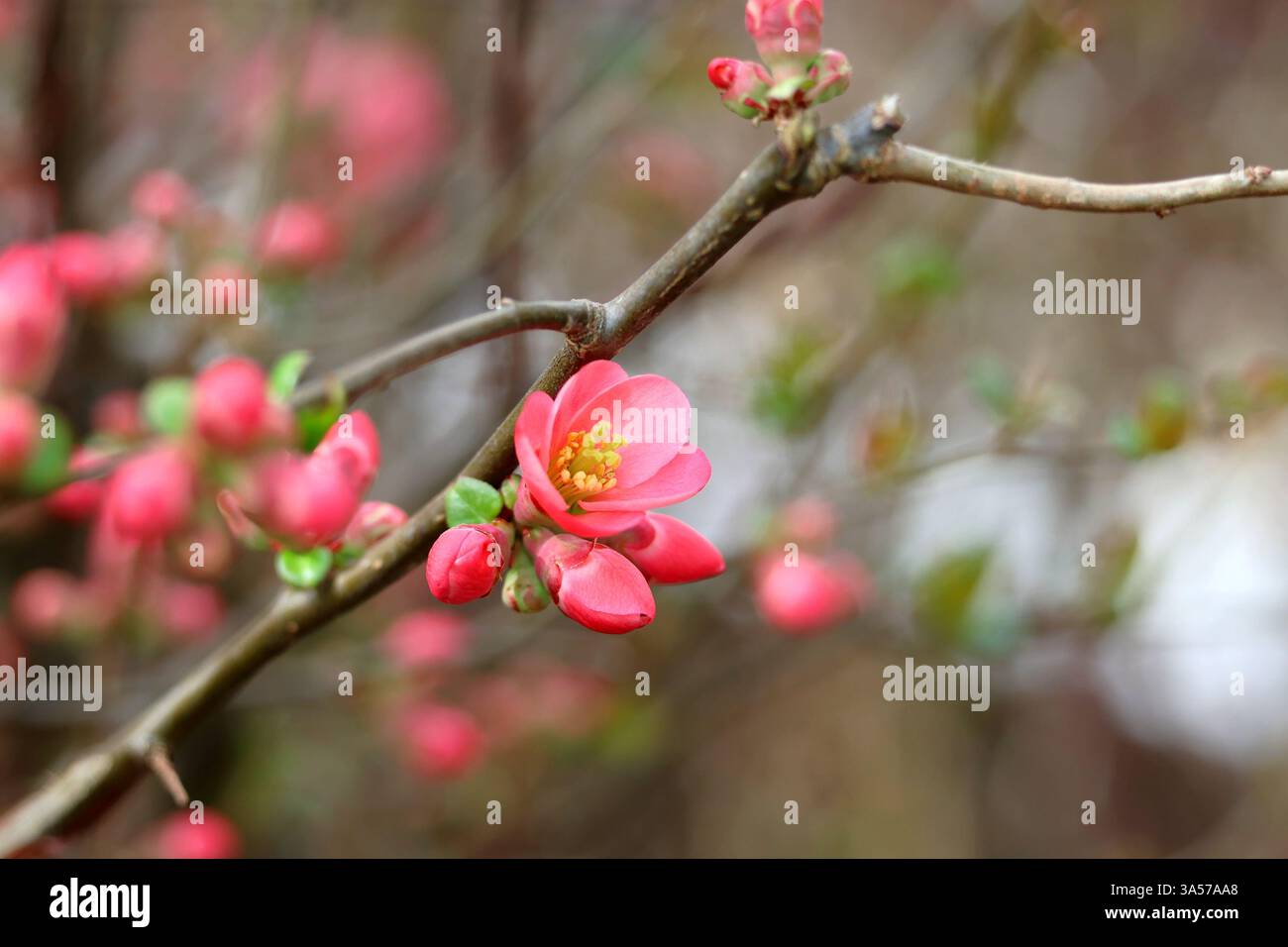 Japanese apple tree / Pommier du Japon Stock Photo - Alamy