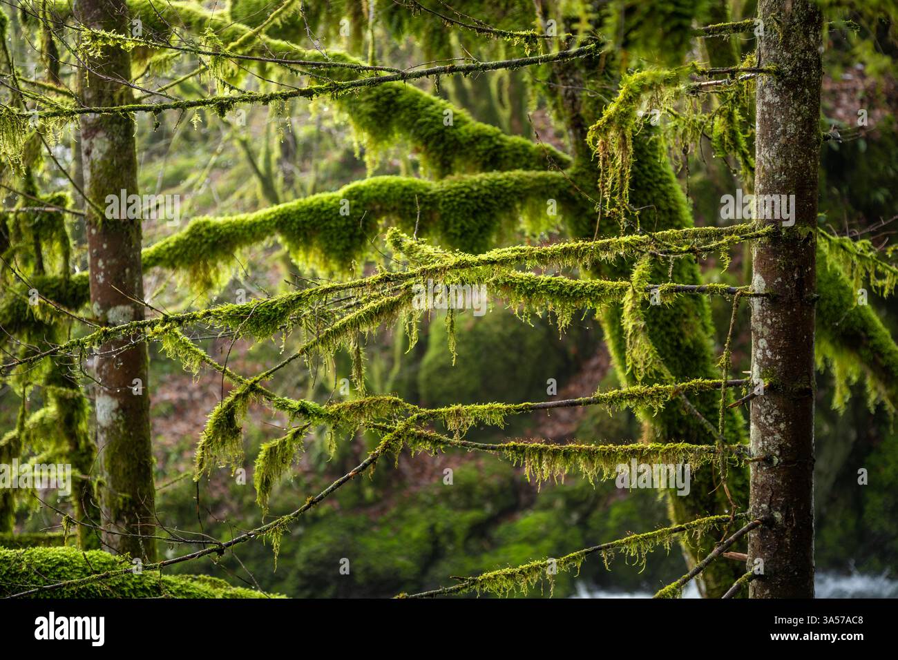 Branches tree covered in thick hi-res stock photography and images - Alamy