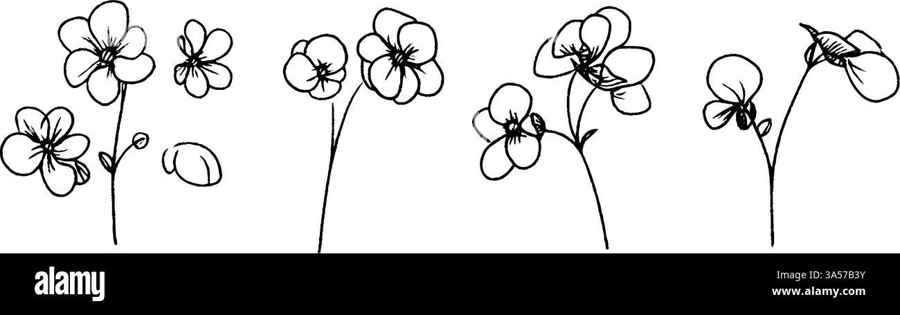 A series of hand-drawn flowers in various stages of bloom, showcasing ...